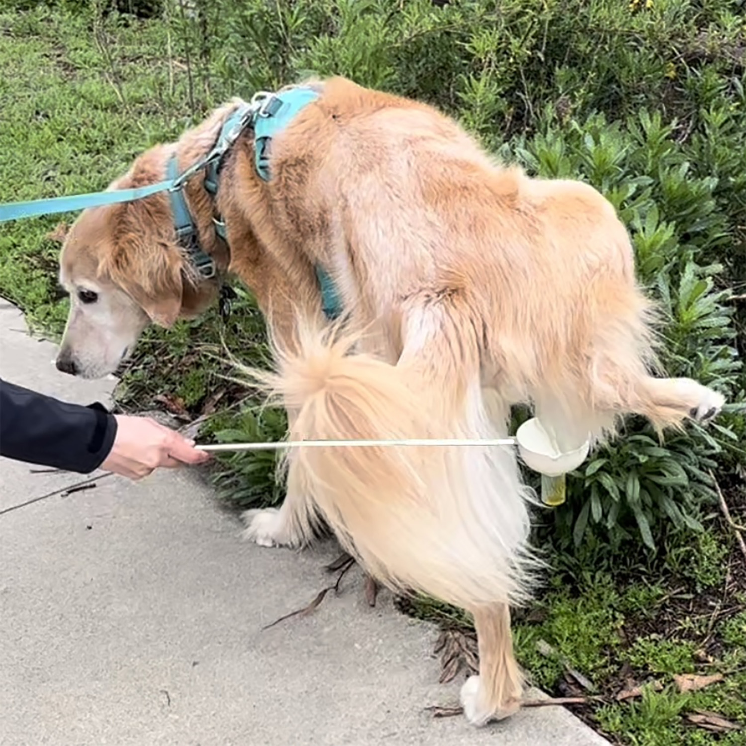PawCheck® P-Scoop® Plus Urine Collector | PawCheck® | ITL BioMedical