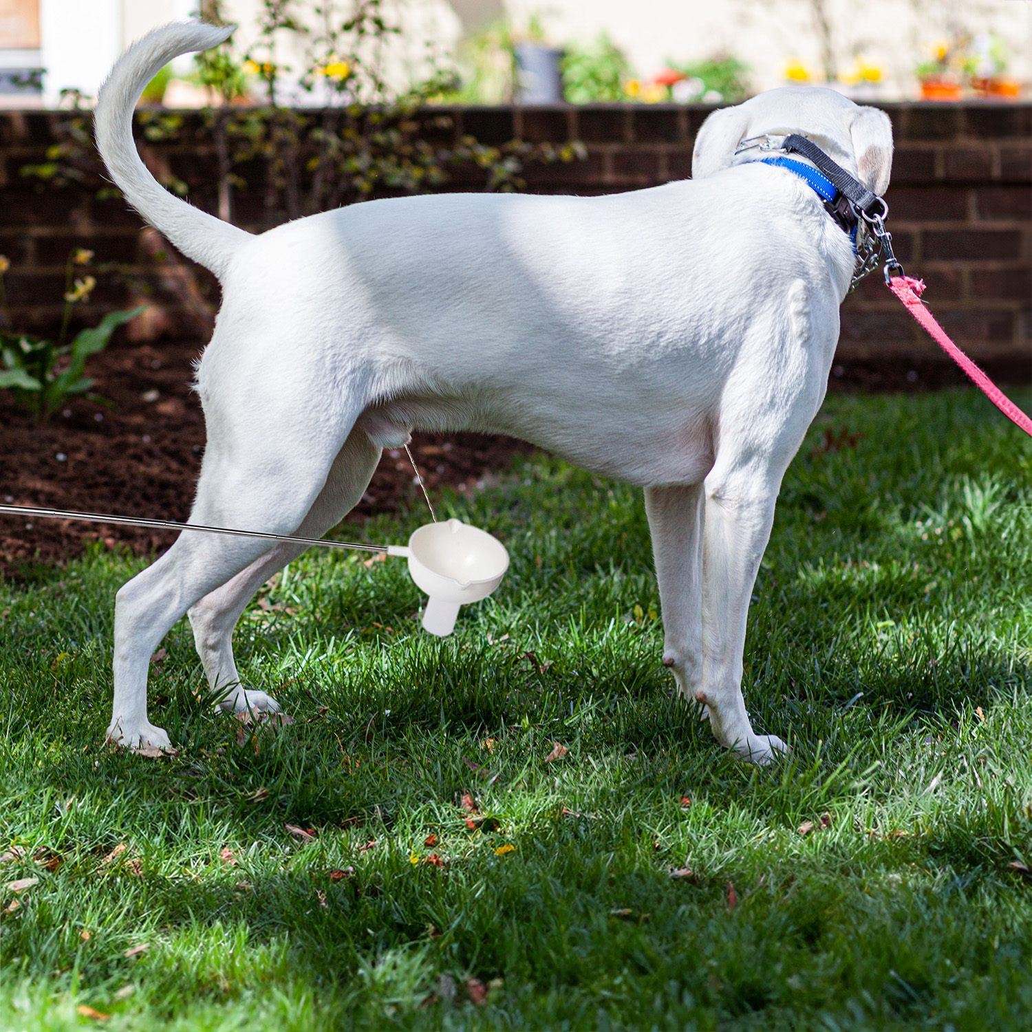 ITL BioMedical: PawCheck® P-Scoop® Plus Urine Collector